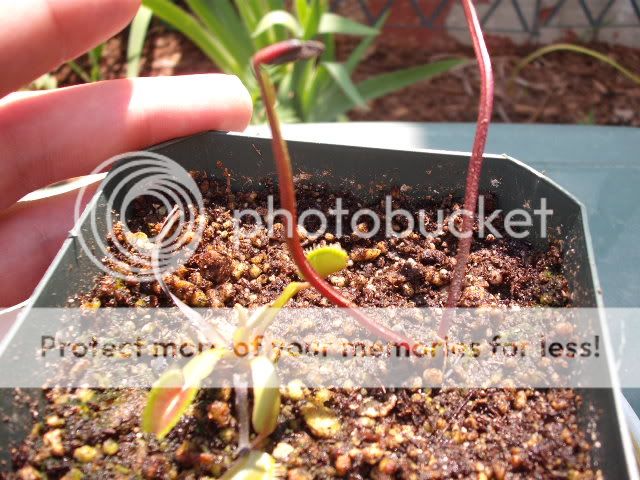 My Red Dragon plant is not recovering - FlyTrapCare Forums